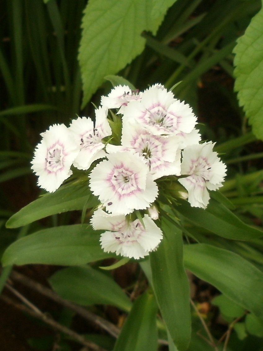Feral Flute: Sirens the Muses of the Underworld
