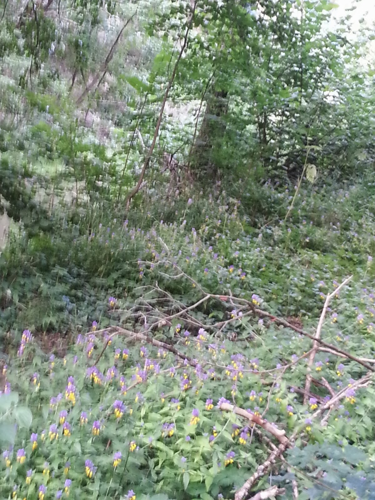 Atentie!!! Cad pietre - huhurez.com