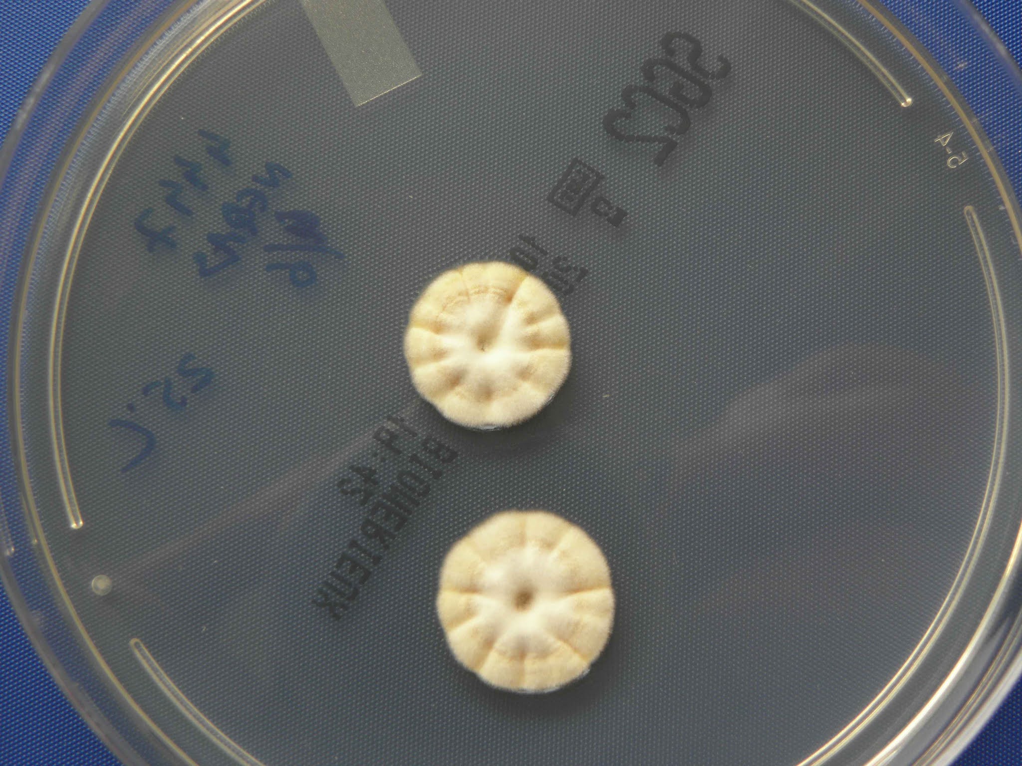 ATLAS MICOLOGIA: TRICHOPHYTON SOUDANENSE (II)