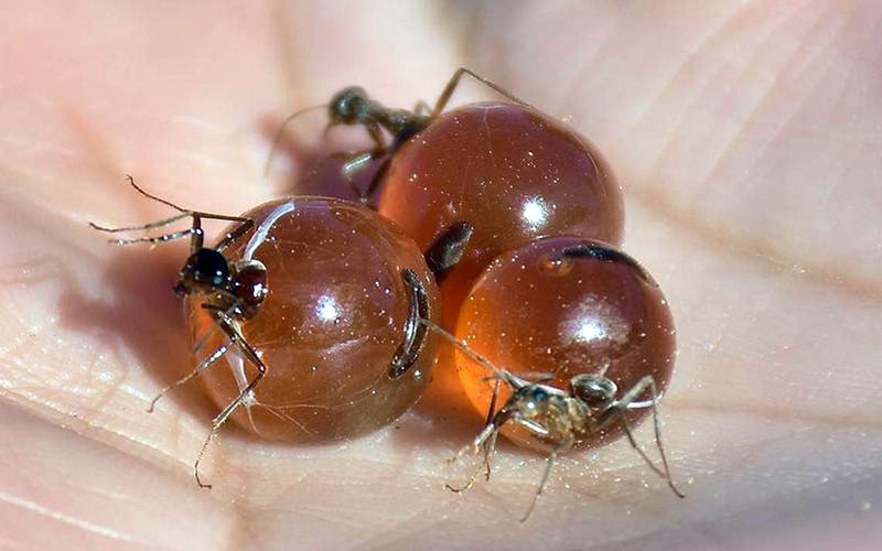 Conociendo México: Más allá de chapulines y jumiles: conoce más ...