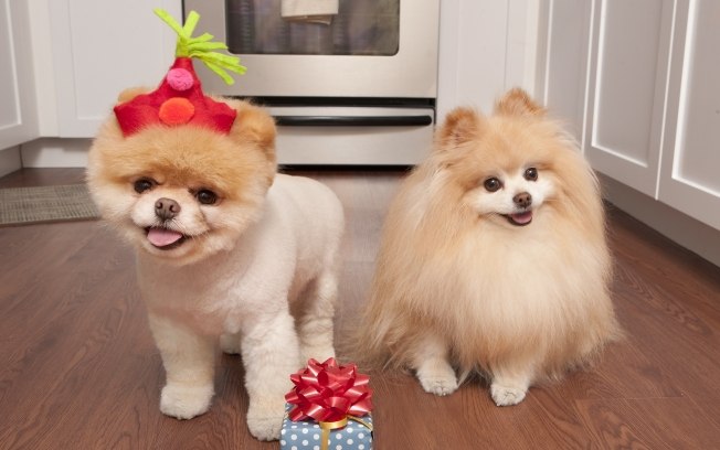 Beleza Guia Fortaleza: Conheça Boo! O cachorro mais fofo e famoso do mundo