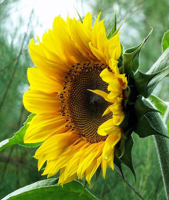 A Flor Girassol - Best Succulent Ideas