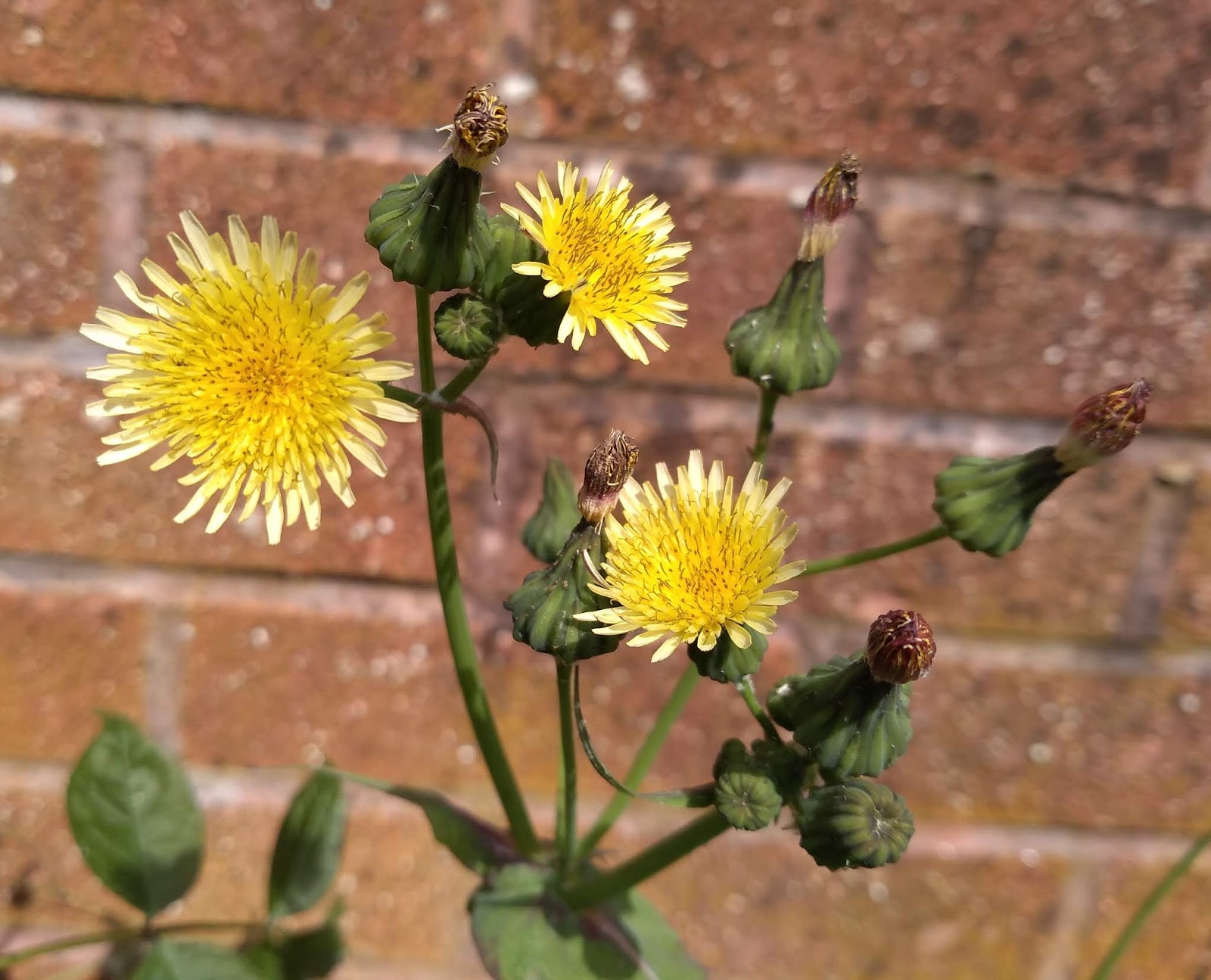 Michael Peverett: Smooth Sow-thistle and Prickly Sow-thistle