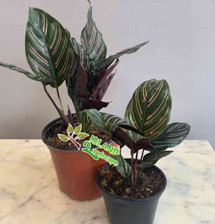 Jual Tanaman Hias Calathea | Tukang Taman IslandLandscape