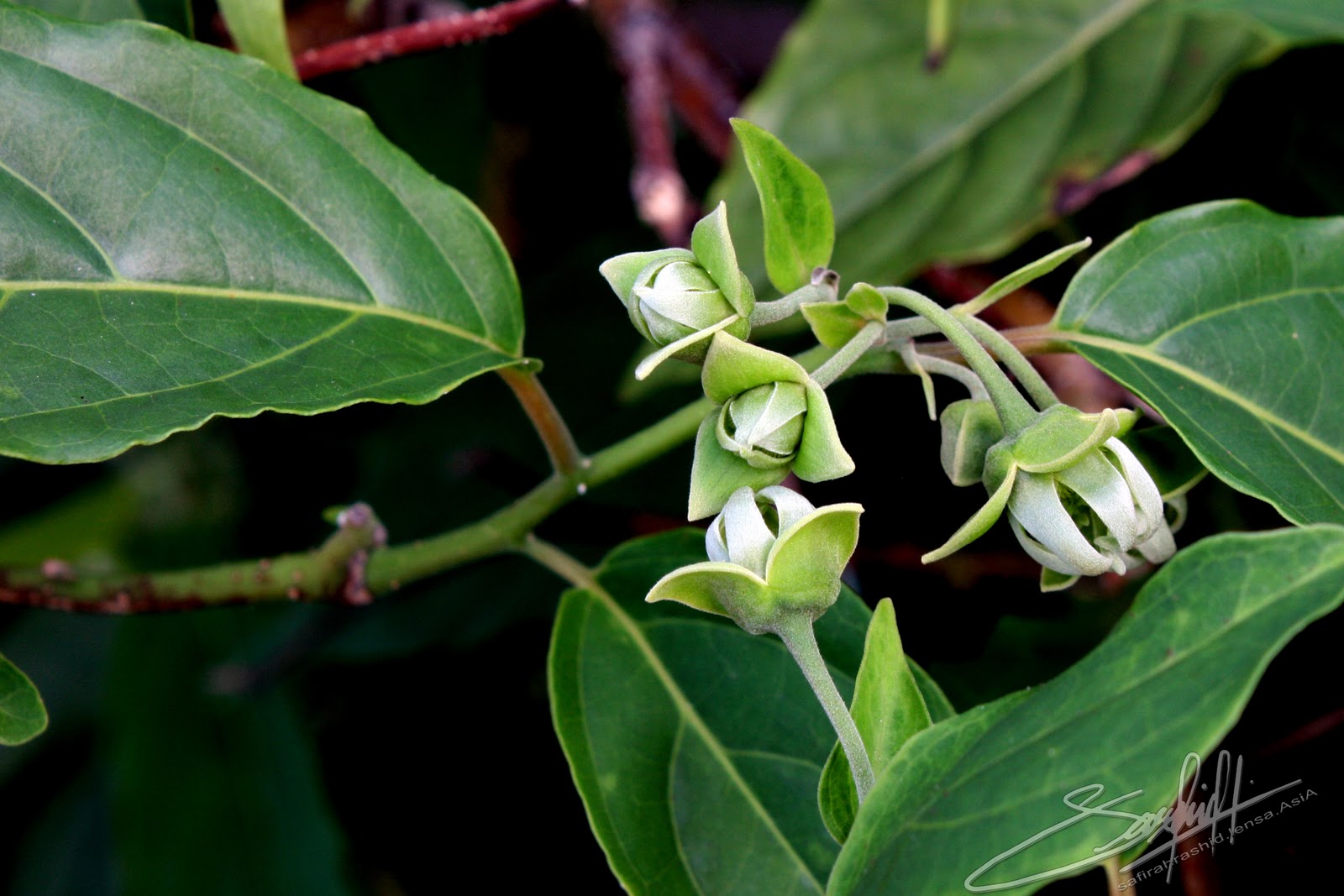 Macro Lensa AsiA: Pokok Kenanga, Cananga odorata