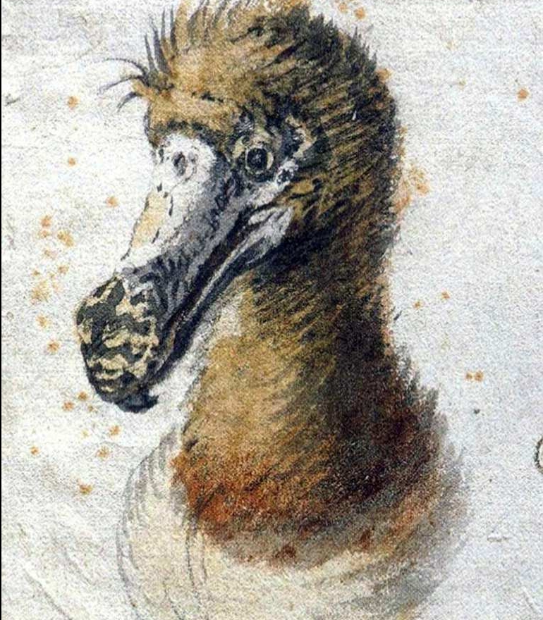 У тёти Сони: Дронты (лат. Raphidae)