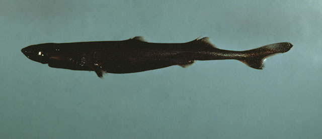 Tiburones en Galicia: Los tiburones más pequeños del océano