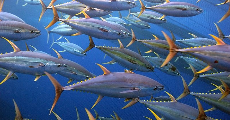Beberapa Fakta Menarik Mengenai Ikan Tuna