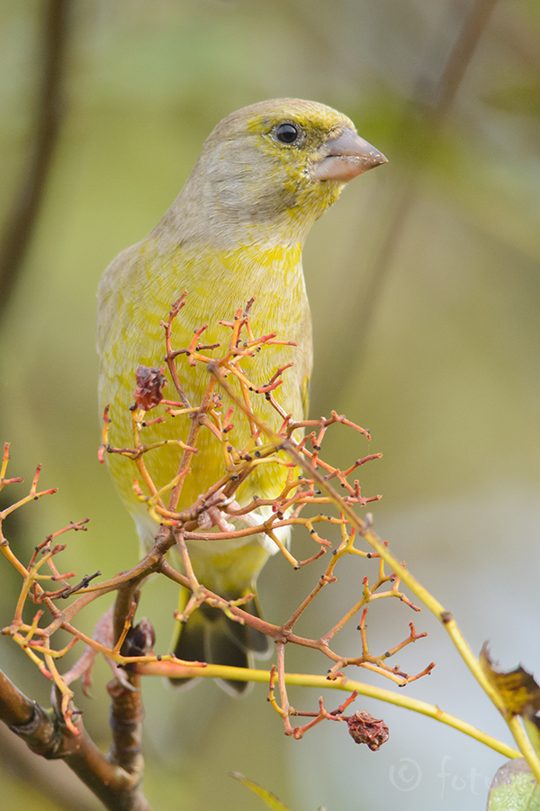 Foture: Rohevint, Carduelis chloris