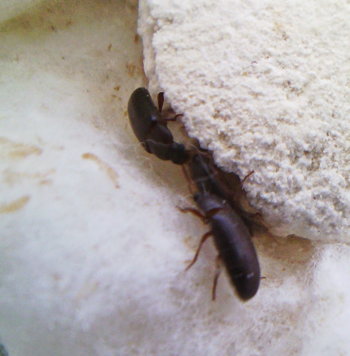 Foto semut jepang - Blog Foto Ari