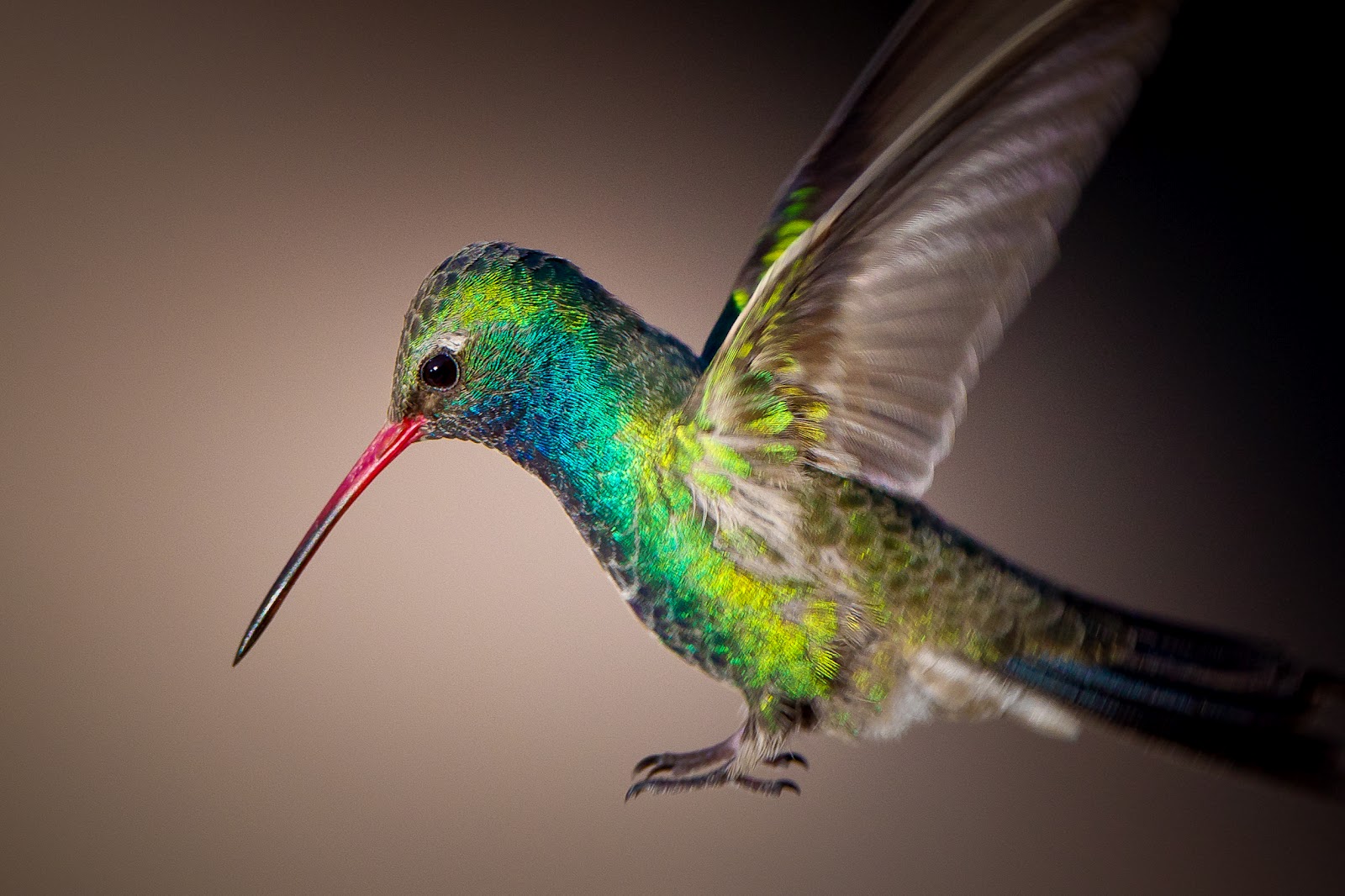 Feather Tailed Stories: Broad-billed Hummingbird