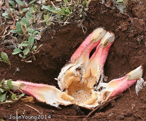 South African Photographs: Hydnora abyssinica