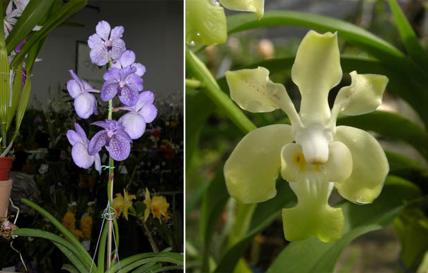 Mengenal Aneka Jenis Anggrek Vanda yang Cantik | Gambar Bunga