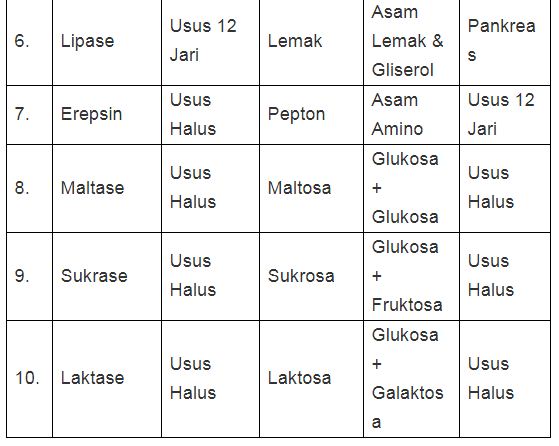 Jenis-jenis Enzim - Informasi Guru Kelas