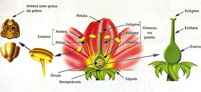 Fitopatologia e fisiologia vegetal: Morfologia Externa da Flor