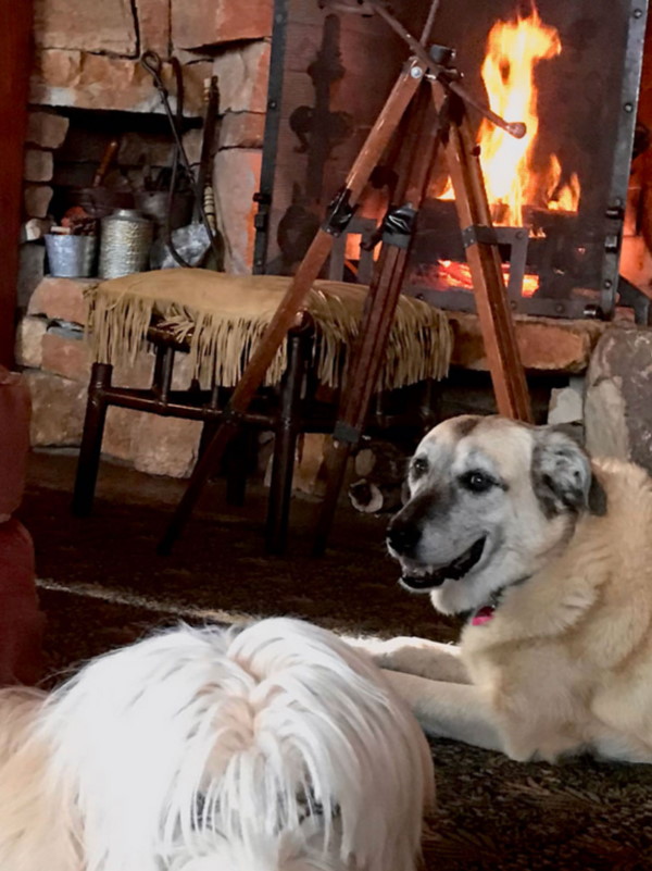 Neil Young streamt heute sein erstes Kaminkonzert