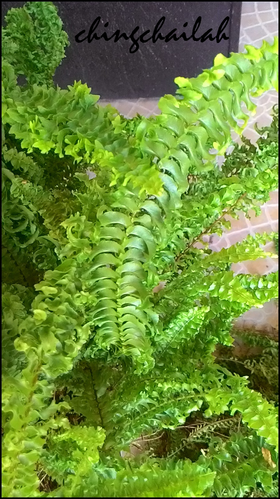 Simple Living In Nancy: GROWING FLUFFY RUFFLE FERN IN MY GARDEN.