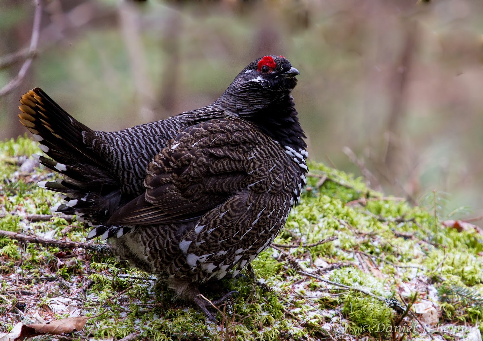 Daniel Berna Photography: Spruce Grouse