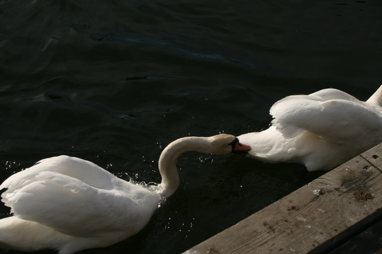 Sara skriver: Svansande svanar med svans