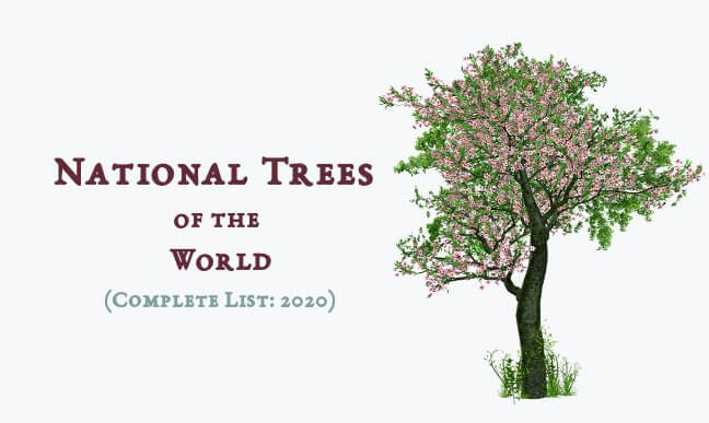 National Trees Around the World