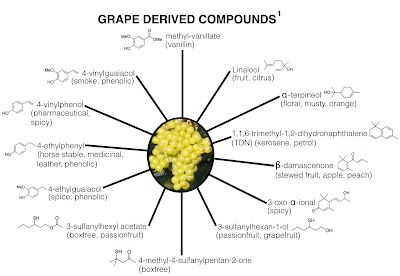 EnoViti: Chardonnay: Grape Derived Compounds