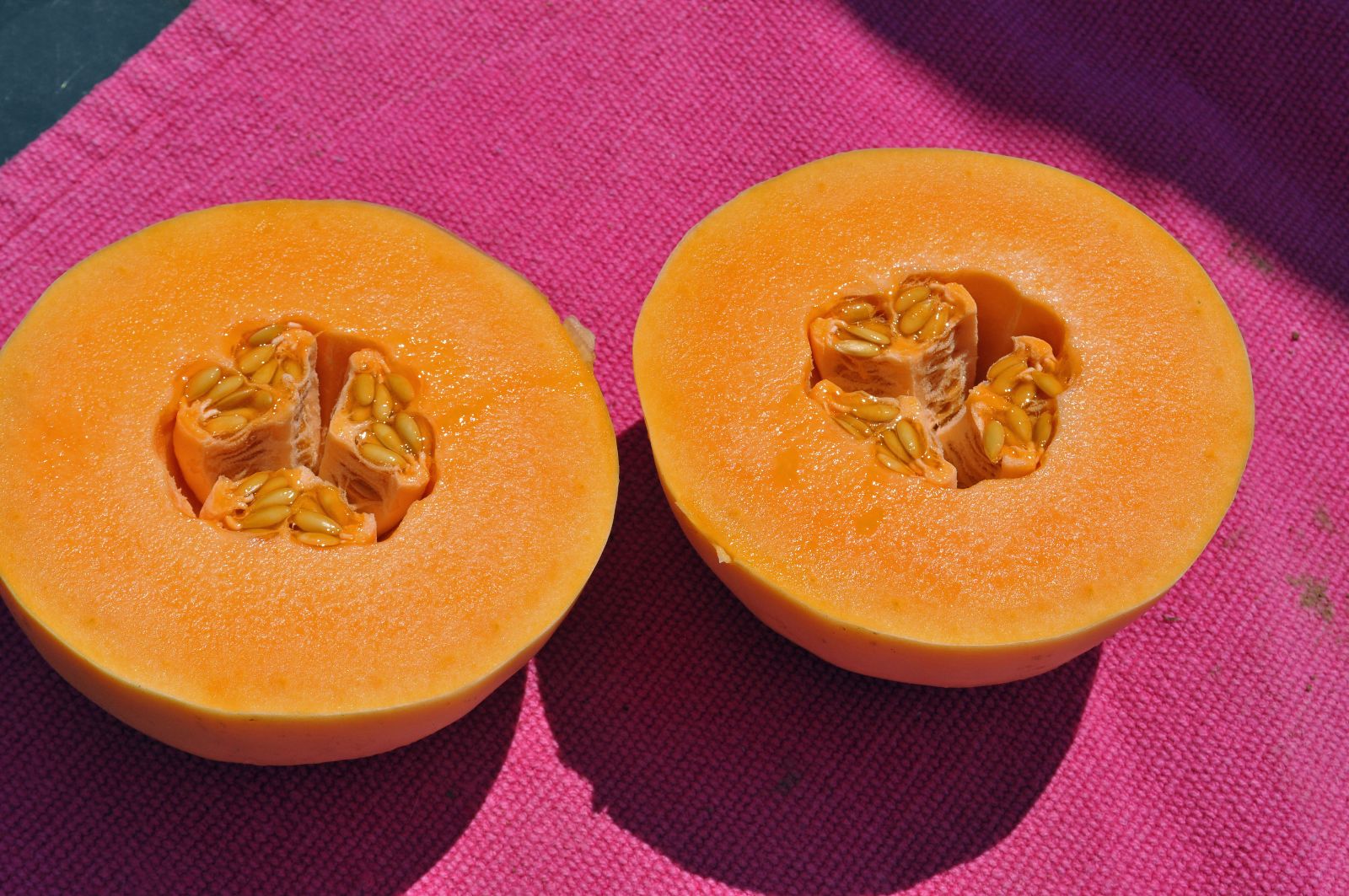 Seed Revolution Now!