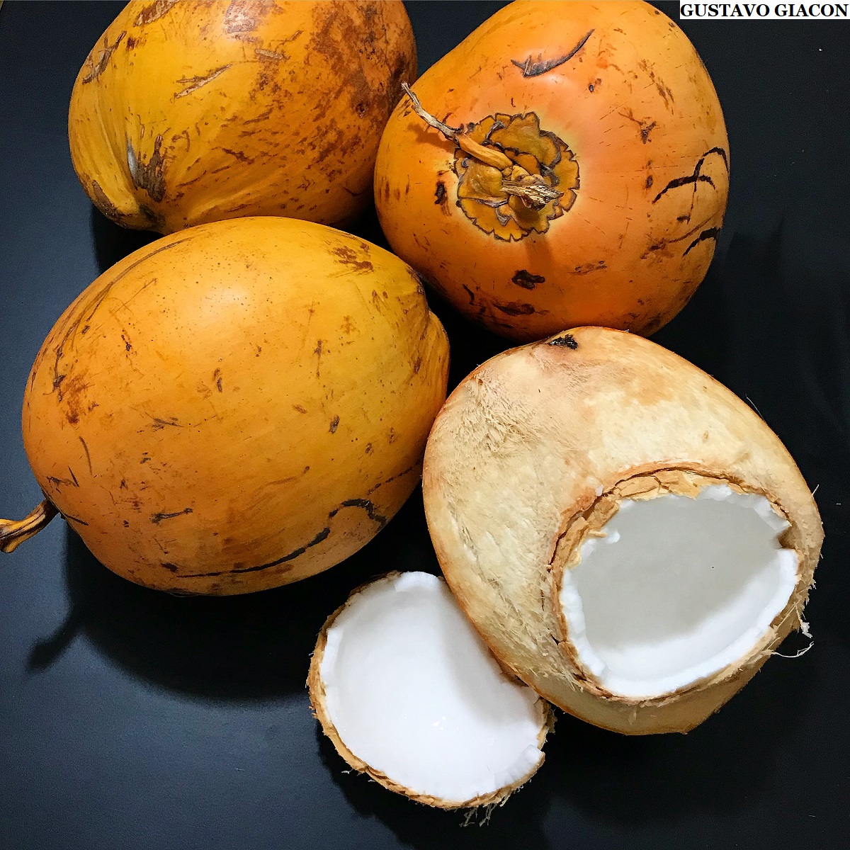 Viveiro Ciprest - Plantas Nativas e Exóticas: Coco Anão Amarelo da ...