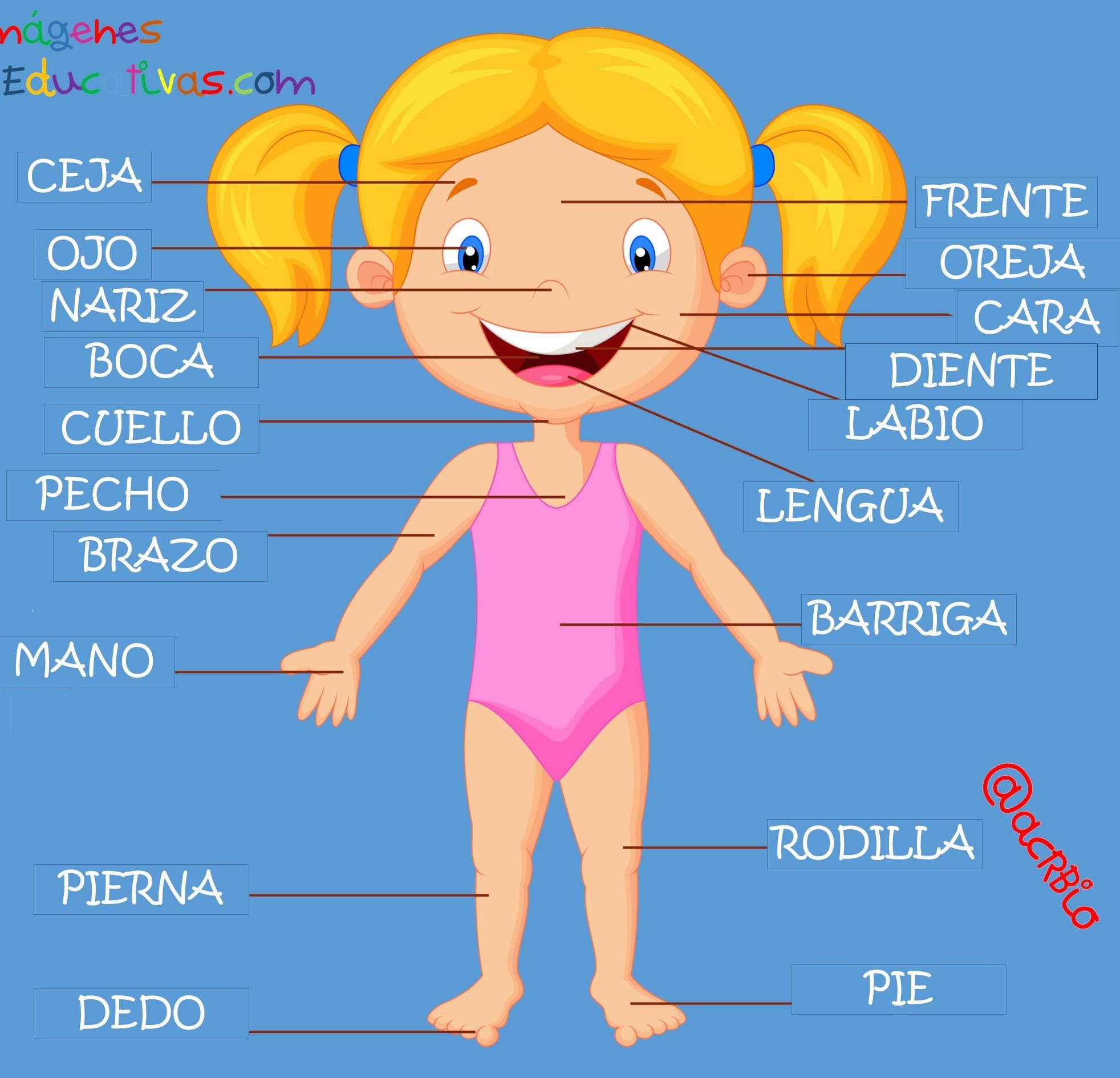 Partes Del Cuerpo De Una Nia Para Colorear