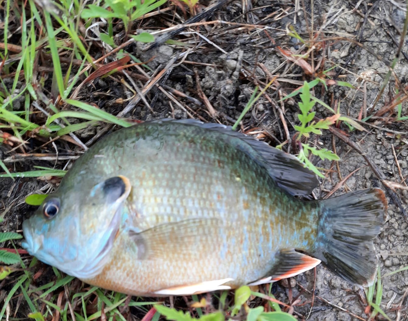 Green Sunfish