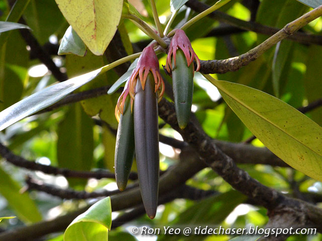 tHE tiDE cHAsER: Tumu Merah (Bruguiera gymnorhiza)