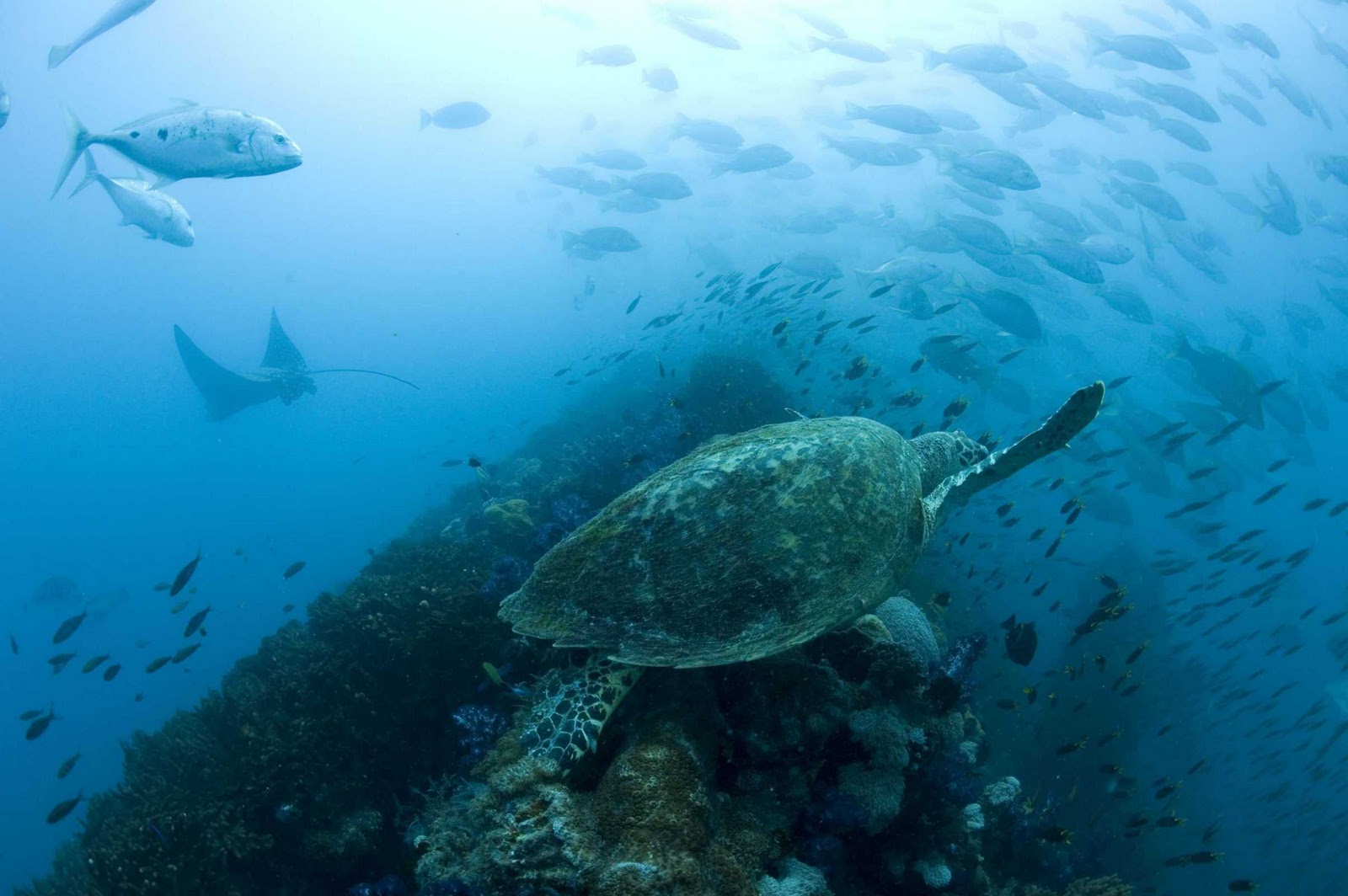 Oceans Disney Wallpaper ~ didit Arena