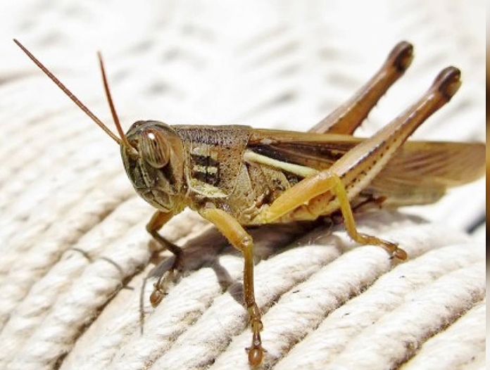 El Olitense: NUEVA PLANTA PARA PRODUCIR HARINA DE GRILLO EN OLITE