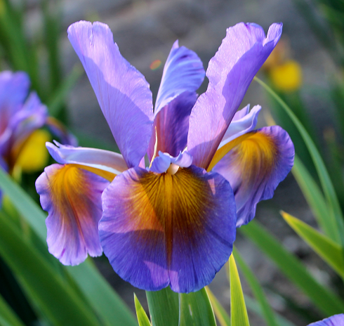 World of Irises: "Talking Irises" SPURIA IRISES WITH BRAD KASPEREK-- MY ...