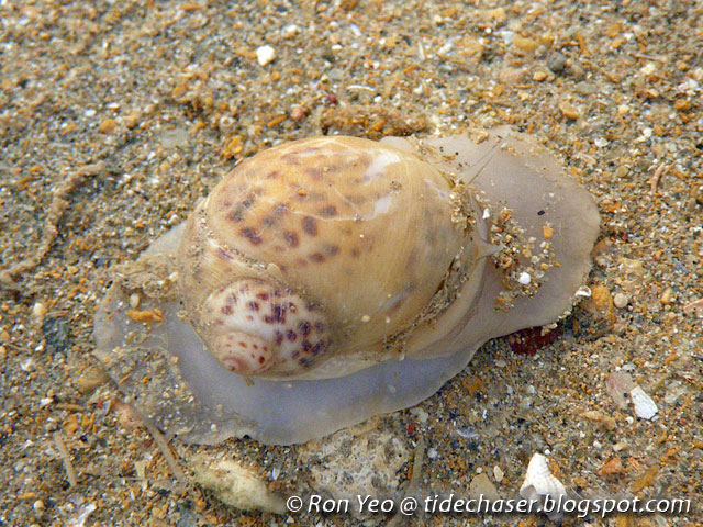 tHE tiDE cHAsER: Moon Snails (Phylum Mollusca: Family Naticidae) of ...