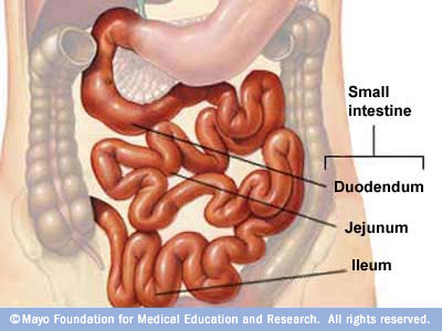 .: Medicina Islamica :.: Anatomi Fisiologi Intestinum Tenue (Duodenum ...