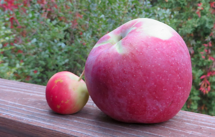 Little, Big - Adam's Apples