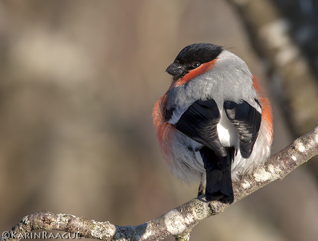 Karin Raagul fotoblogi: Ladvaõunad