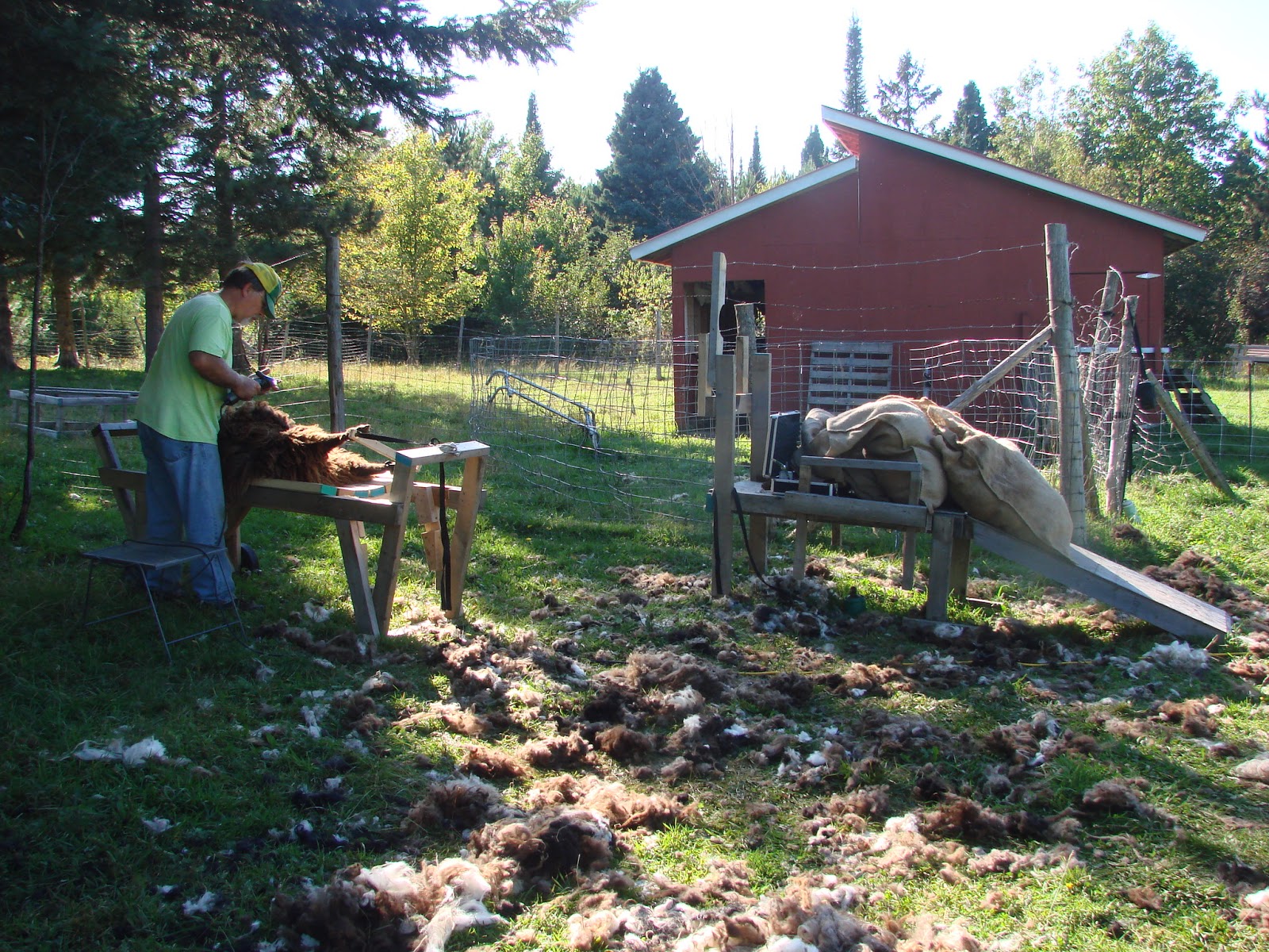 Kilpelän Luomutila ja Sen Ympäristö: My Self-Loading Sheep Shearing Table