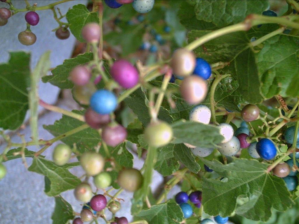 Candlelight Supper: Just Because....I Love This Vine...