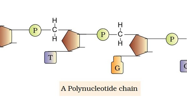 Welcome to the Living World: Molecular Basis of Inheritance - Notes ...