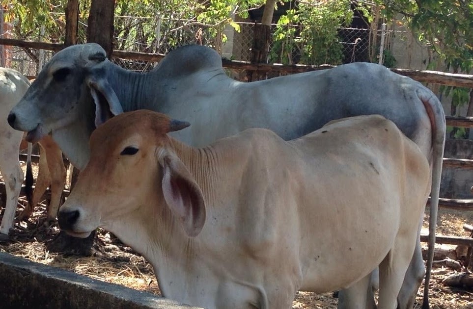 Agro-Vida: "El ciclo reproductivo de la vaca"