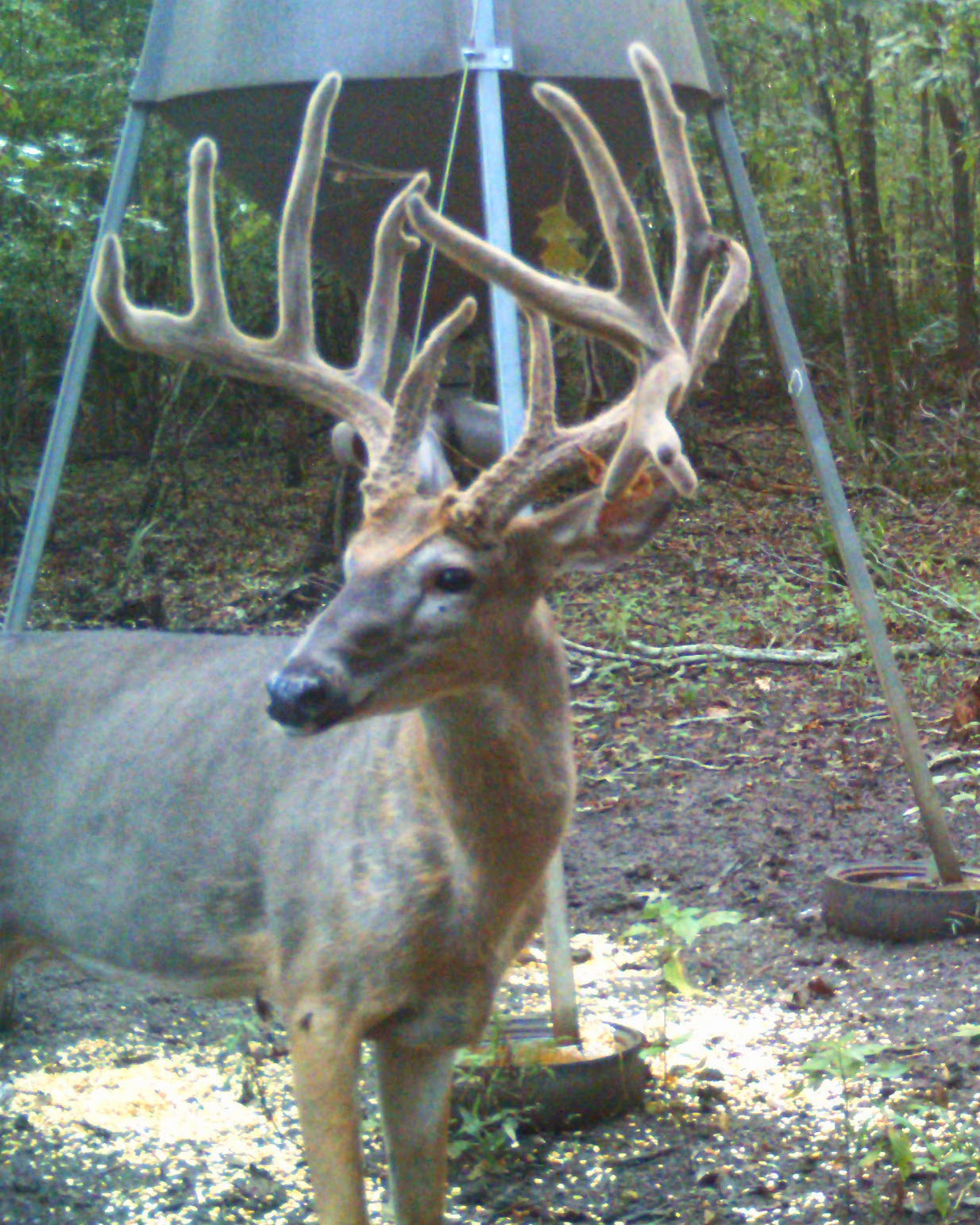 Charles "Deer Man" Black: Genetic EHD Resistance of Southern vs ...