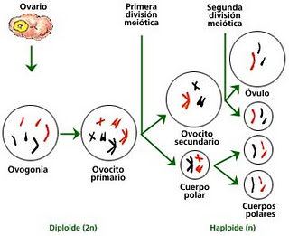 GAMETOGENESIS: Ovogénesis