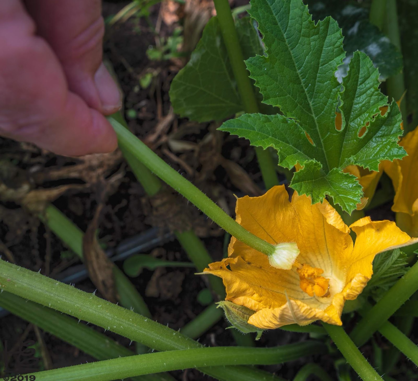 Regeneration in ACTION: Success is not static: evolution is required to ...