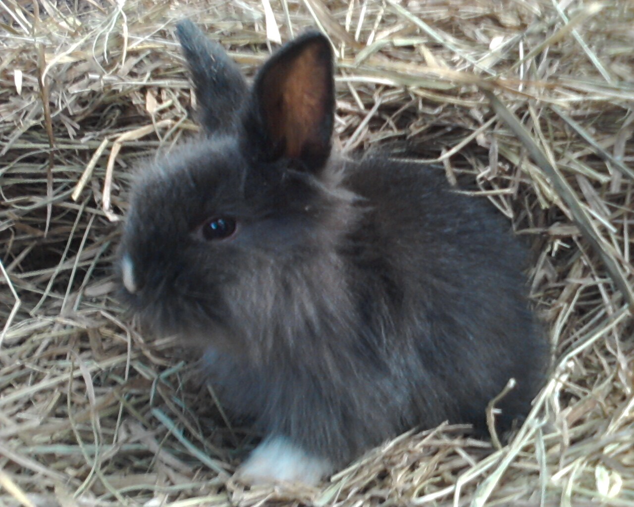 COELHÁRIO ENCHANTRESS ***MINI COELHOS***: FILHOTES MINI LION HEAD E ...