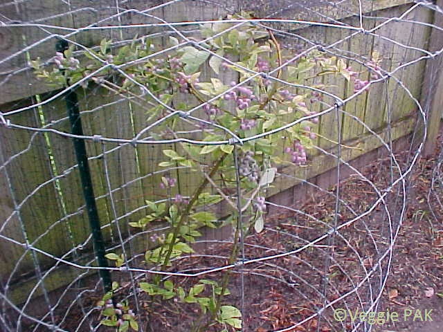 Back Yard Organic Vegetables: How I Protect My Blueberries From Birds.