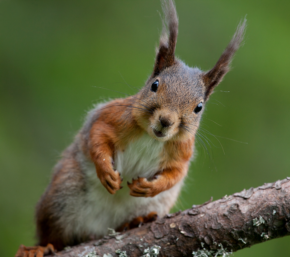 Sett genom kameran: En liten ekorre