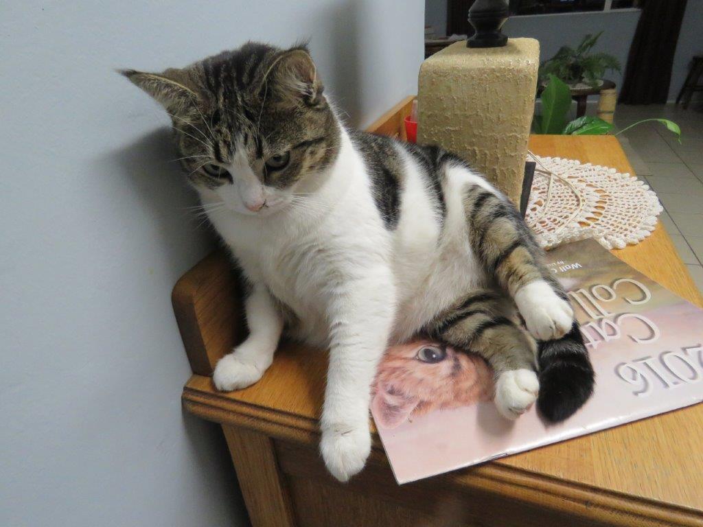 memorable meanders: Vain cat and daft dog