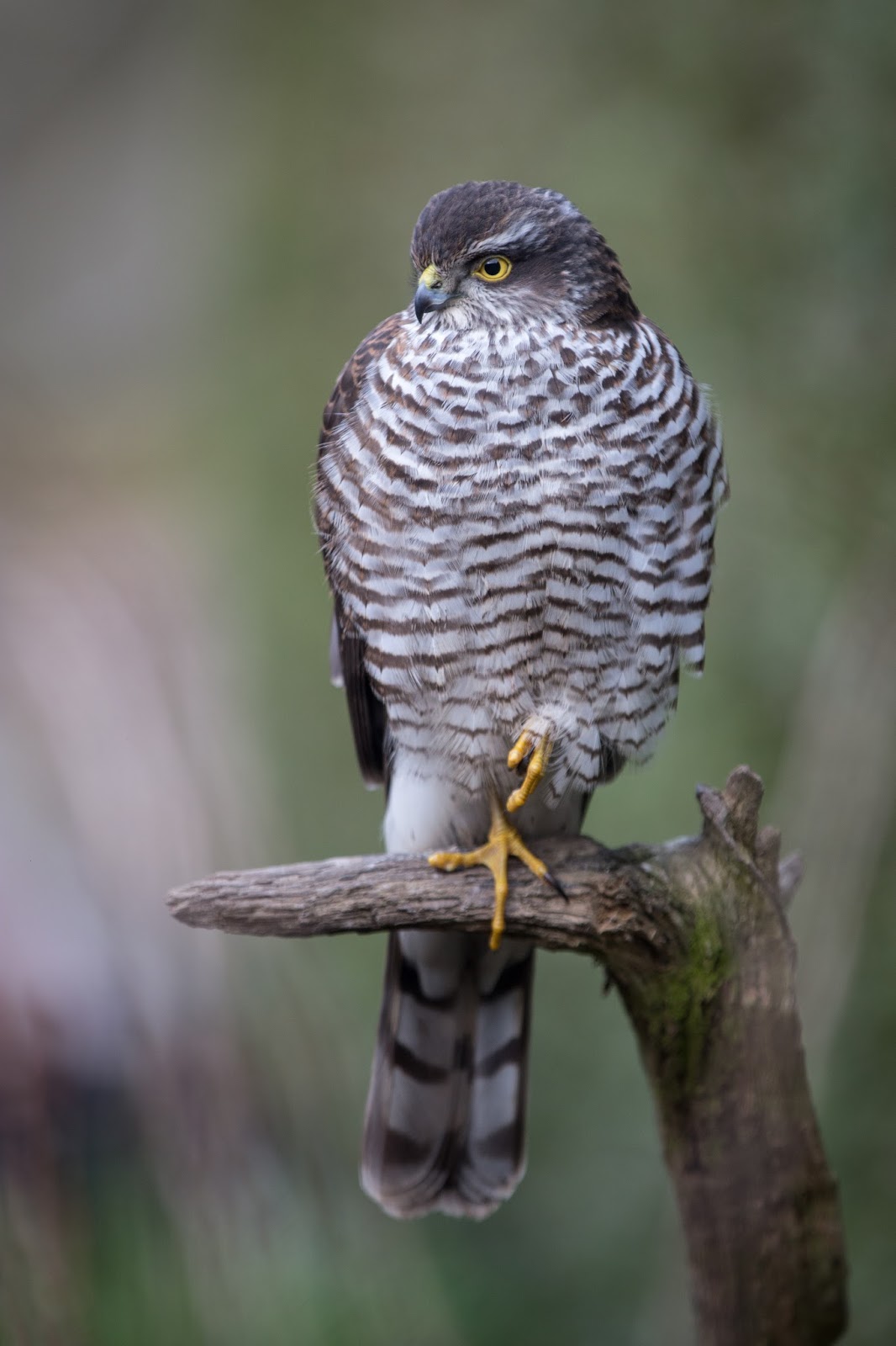 TrogTrogBlog: Return of the sparrowhawk