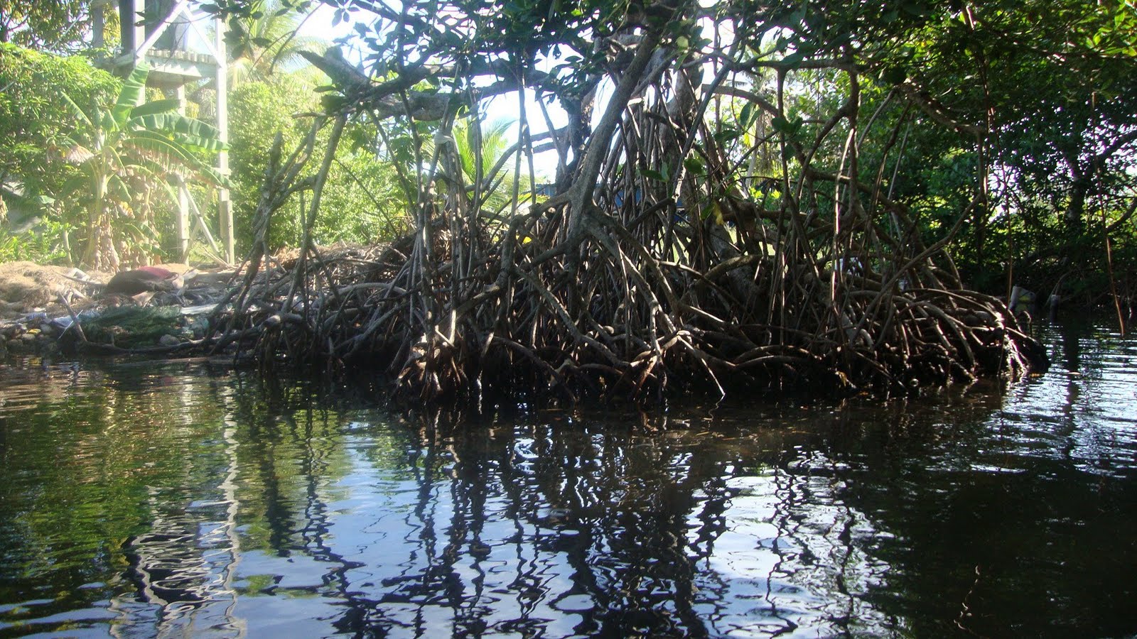 Roatán ¨Diversión Total": El Bosque de Mangle